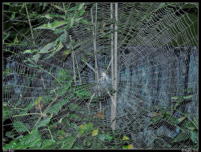 Evolution of the Senses through Webstring Attractions | Alisa Battaglia